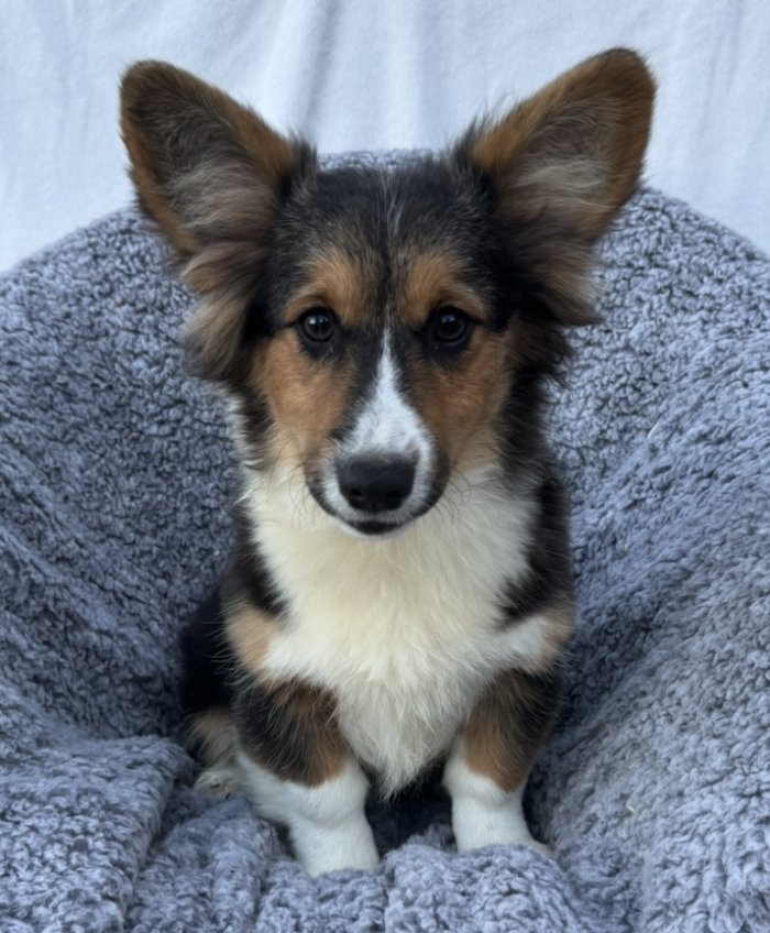 Pembroke Welsh Corgi Puppies for sale in Minnesota | Bejay's Corgis