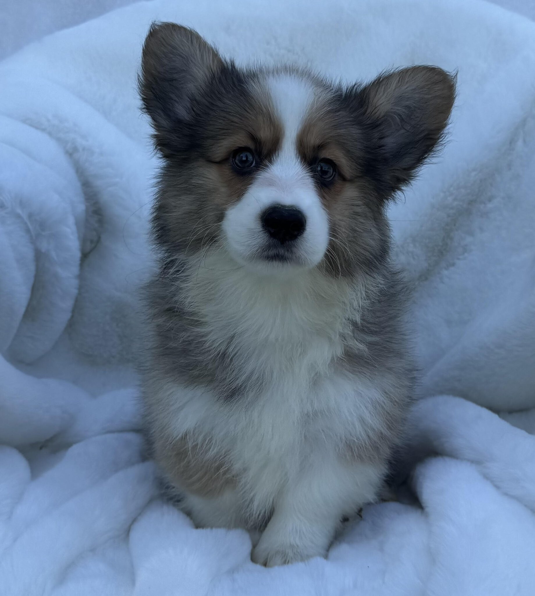 Pembroke Welsh Corgi Puppies for sale in Minnesota | Bejay's Corgis