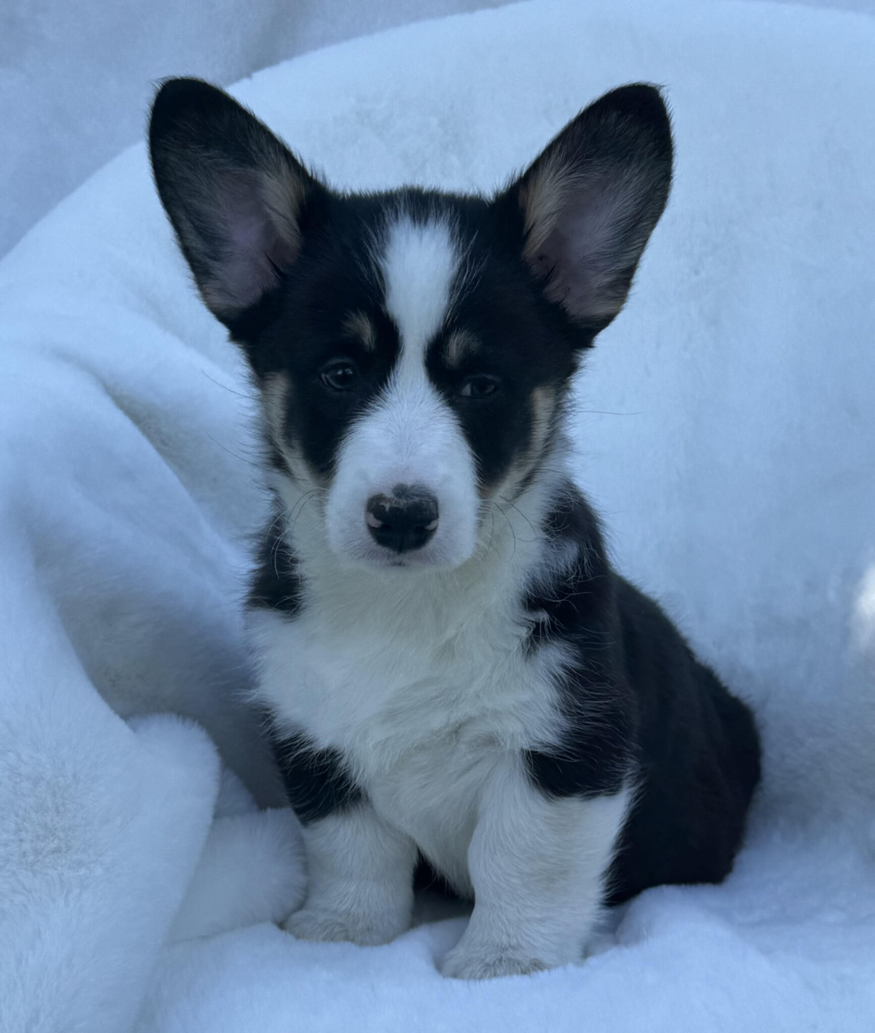 Pembroke Welsh Corgi Puppies for sale in Minnesota | Bejay's Corgis