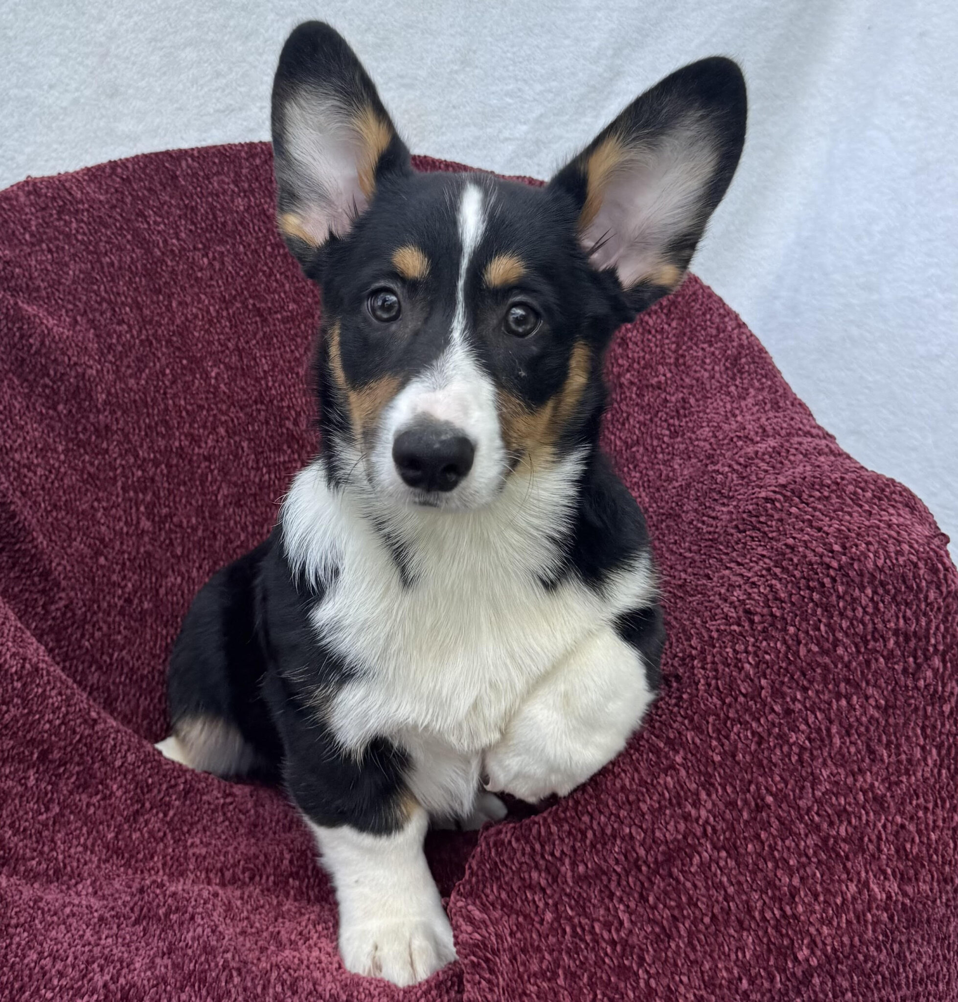 Pembroke Welsh Corgi Puppies for sale in Minnesota | Bejay's Corgis