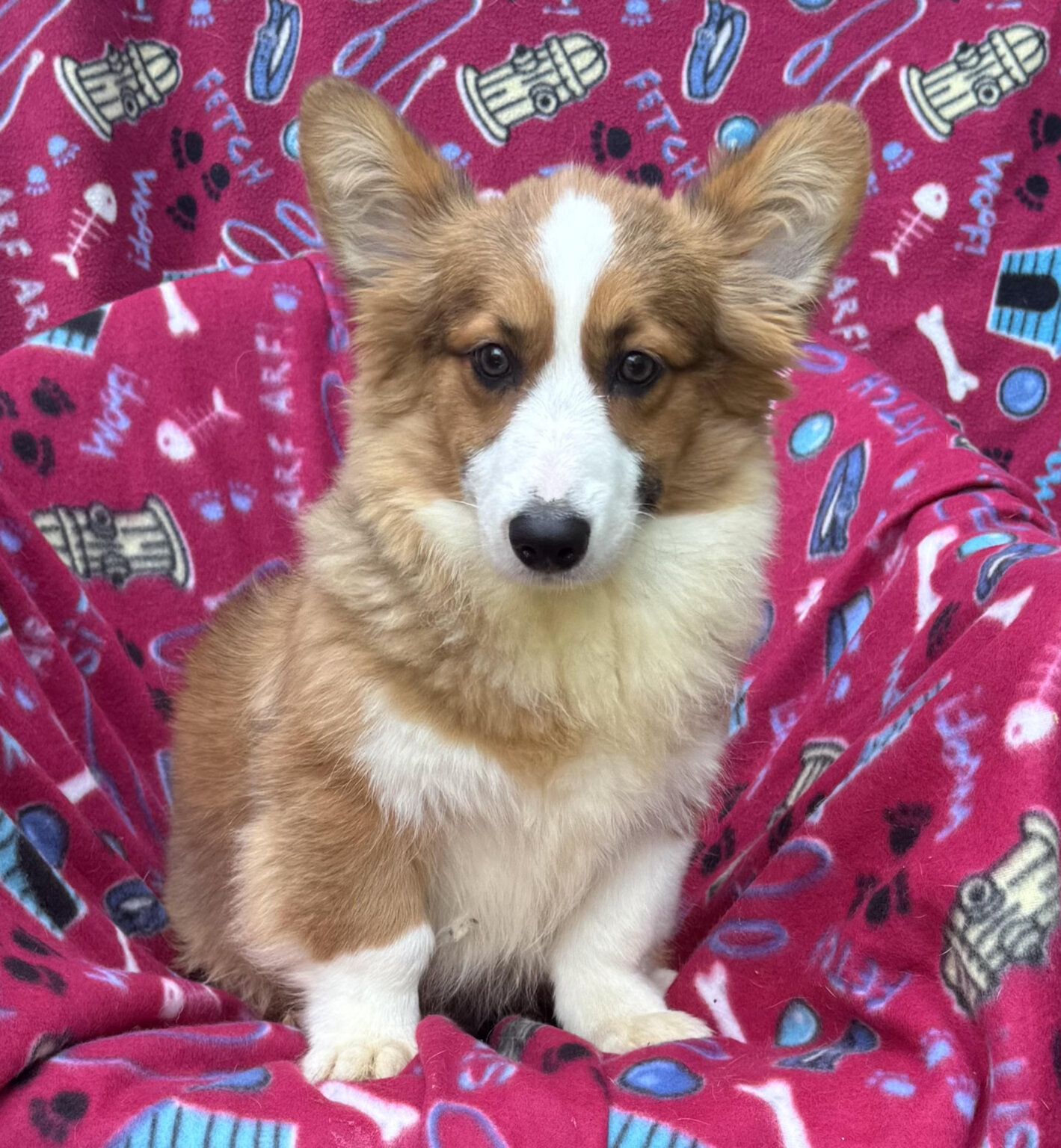 Pembroke Welsh Corgi Puppies for sale in Minnesota | Bejay's Corgis