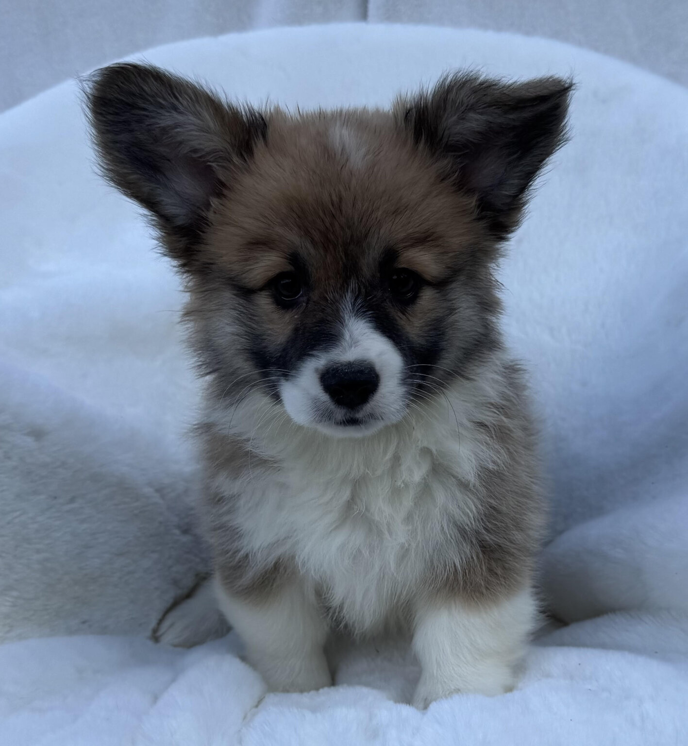 Pembroke Welsh Corgi Puppies for sale in Minnesota | Bejay's Corgis
