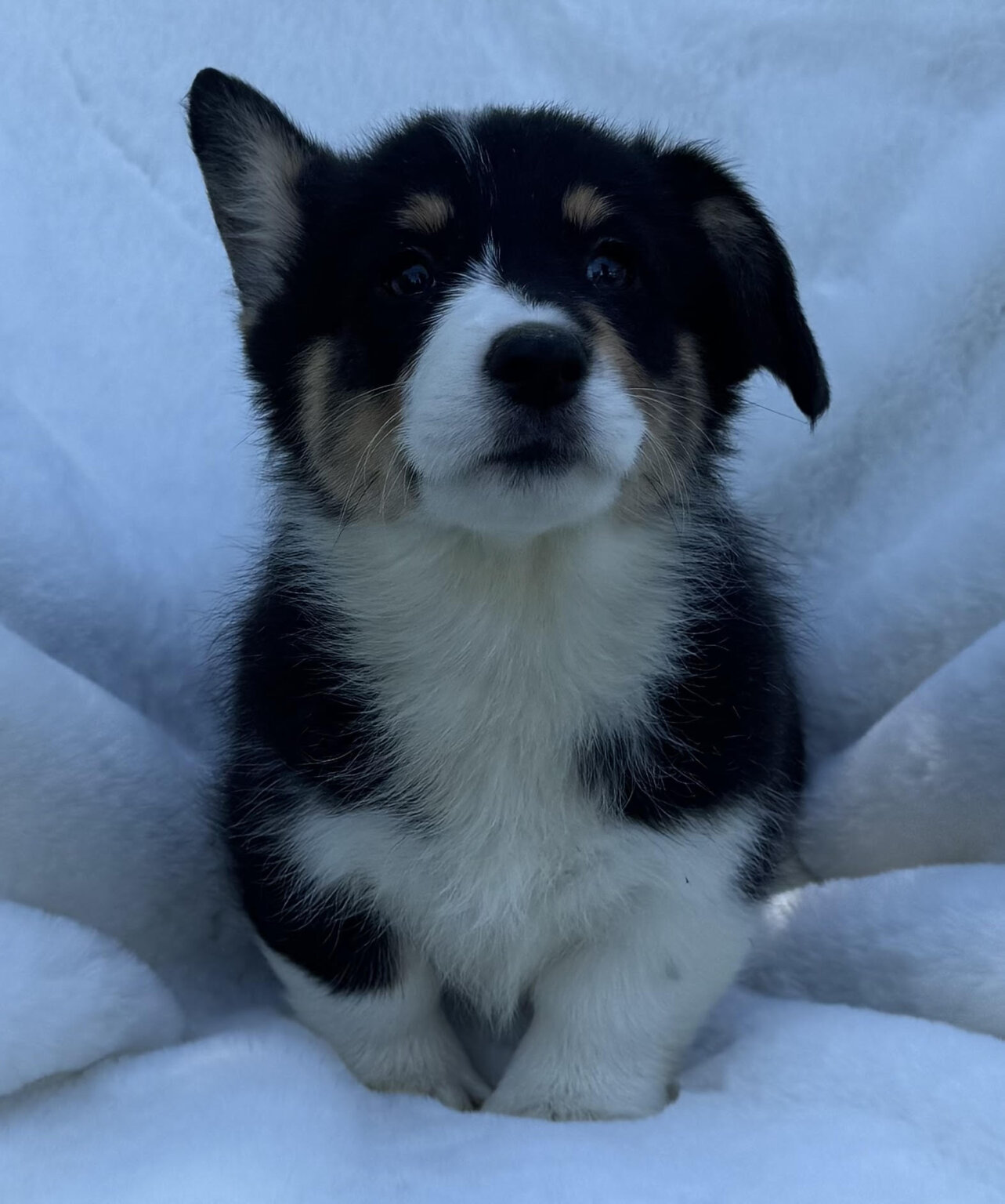 Pembroke Welsh Corgi Puppies for sale in Minnesota | Bejay's Corgis