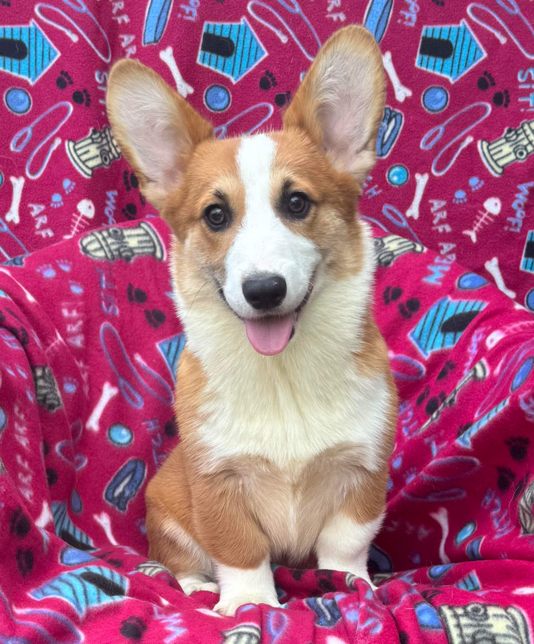 Pembroke Welsh Corgi Puppies for sale in Minnesota | Bejay's Corgis