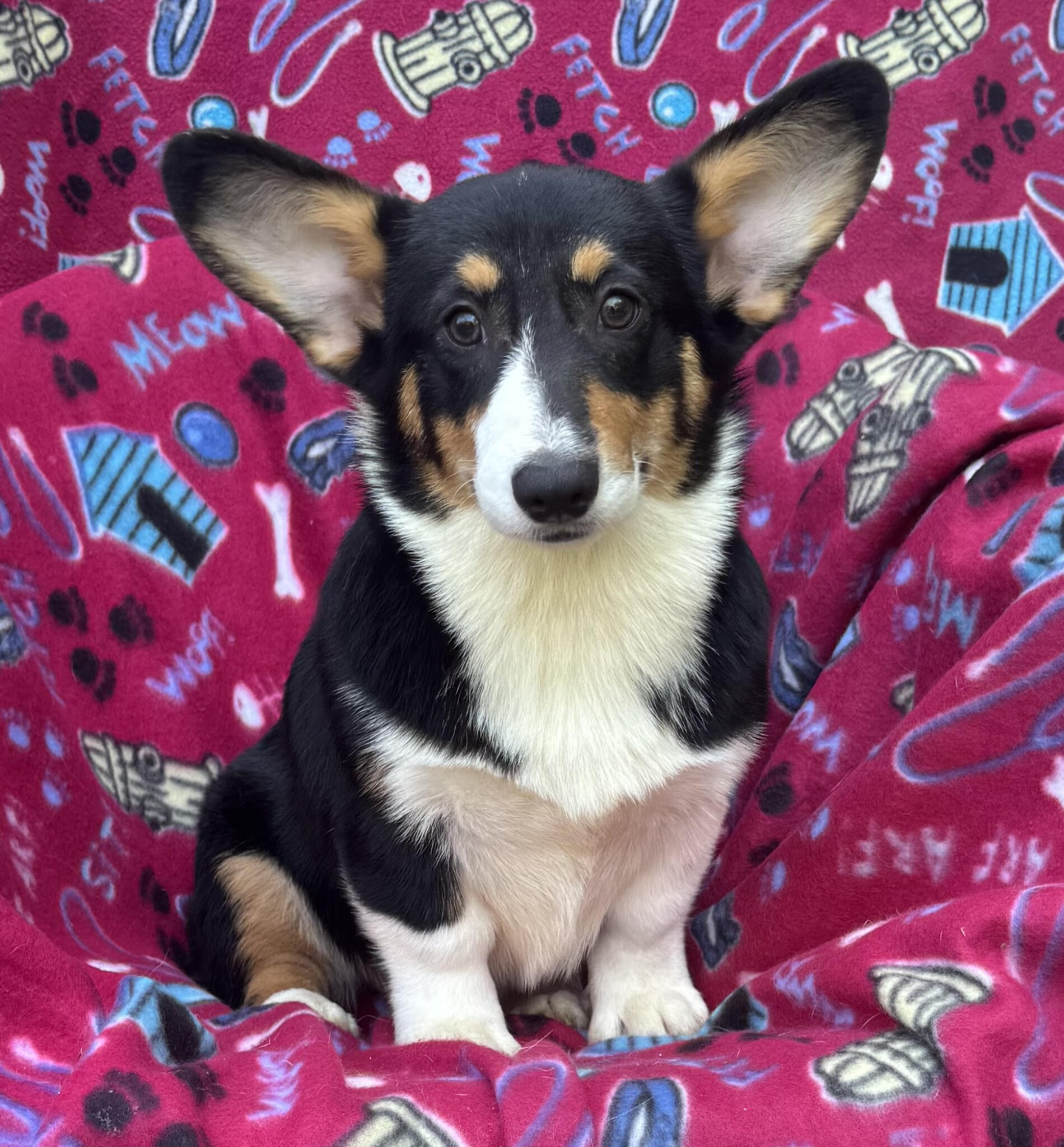 Pembroke Welsh Corgi Puppies for sale in Minnesota | Bejay's Corgis