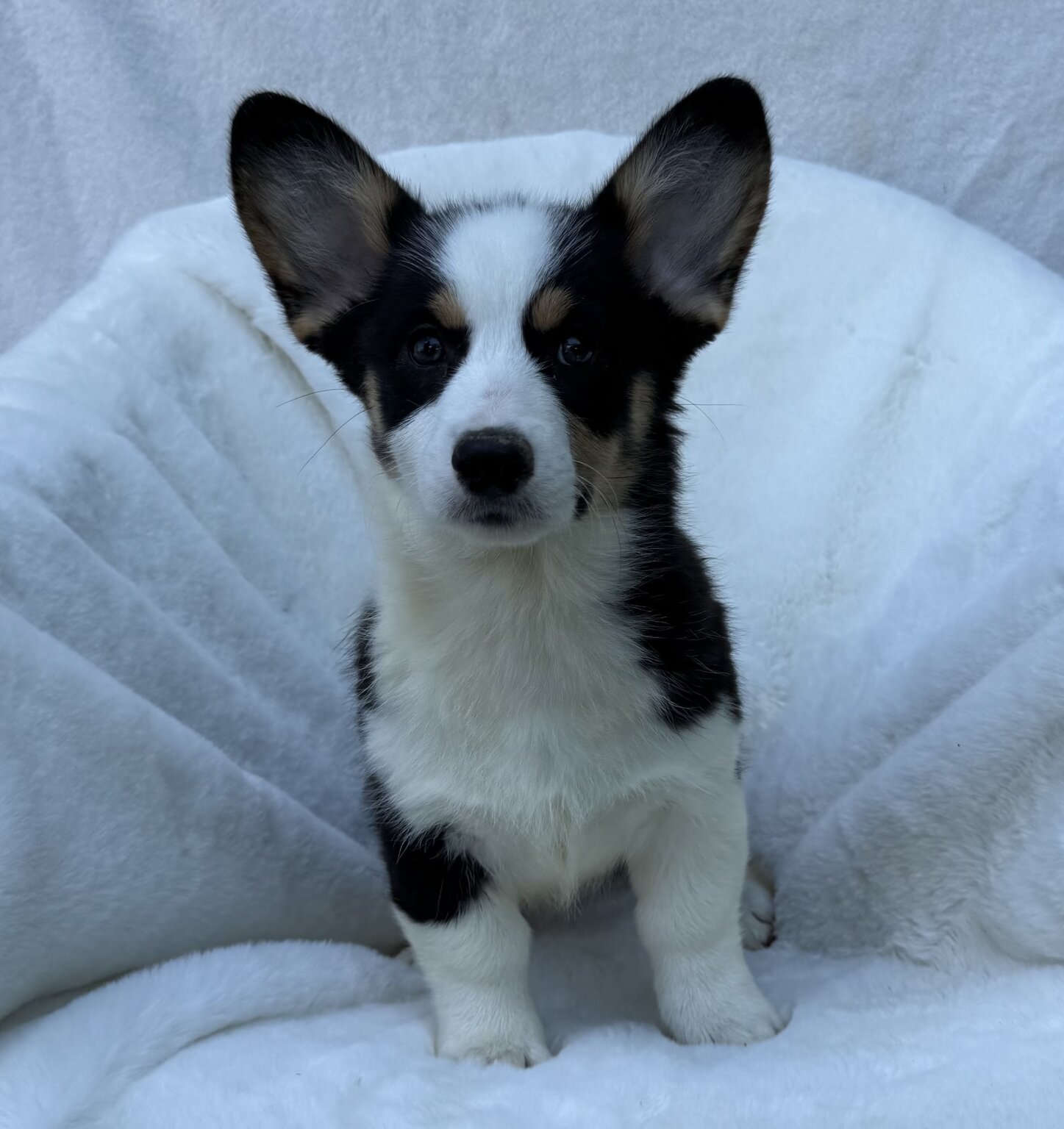 Pembroke Welsh Corgi Puppies for sale in Minnesota | Bejay's Corgis