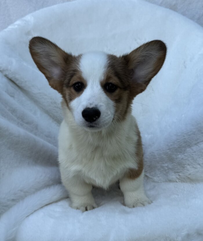 Pembroke Welsh Corgi Puppies for sale in Minnesota | Bejay's Corgis