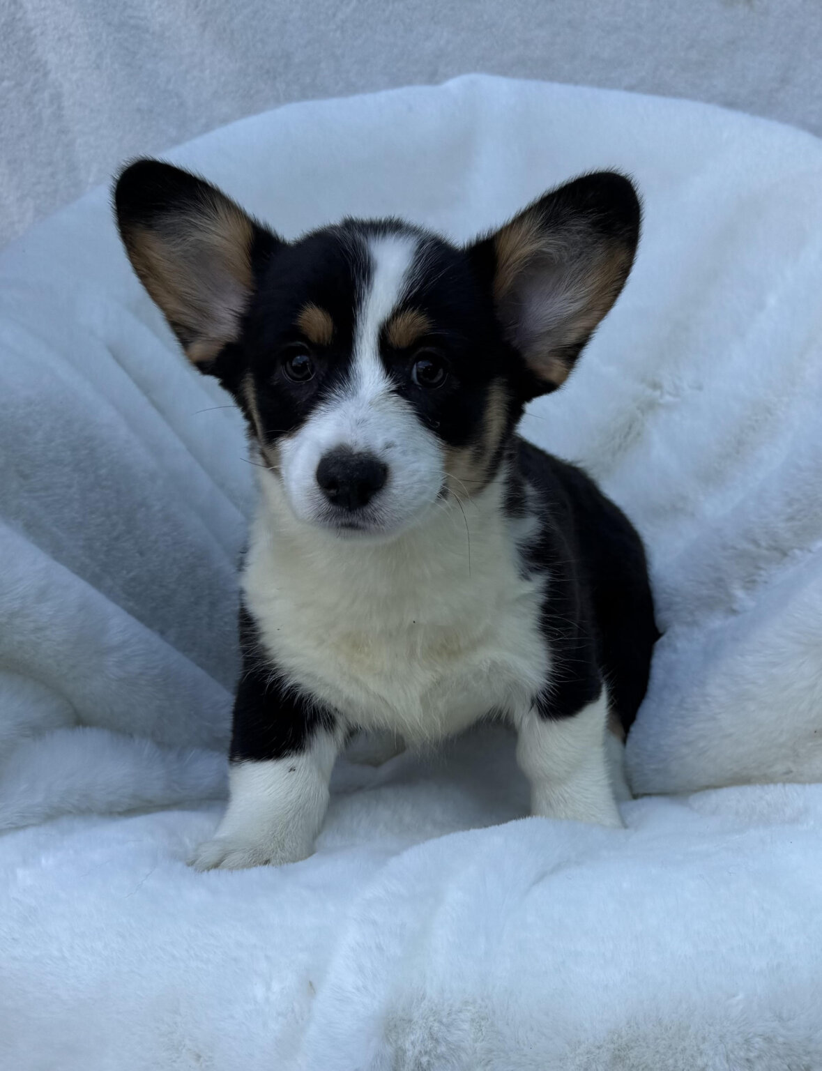 Pembroke Welsh Corgi Puppies for sale in Minnesota | Bejay's Corgis