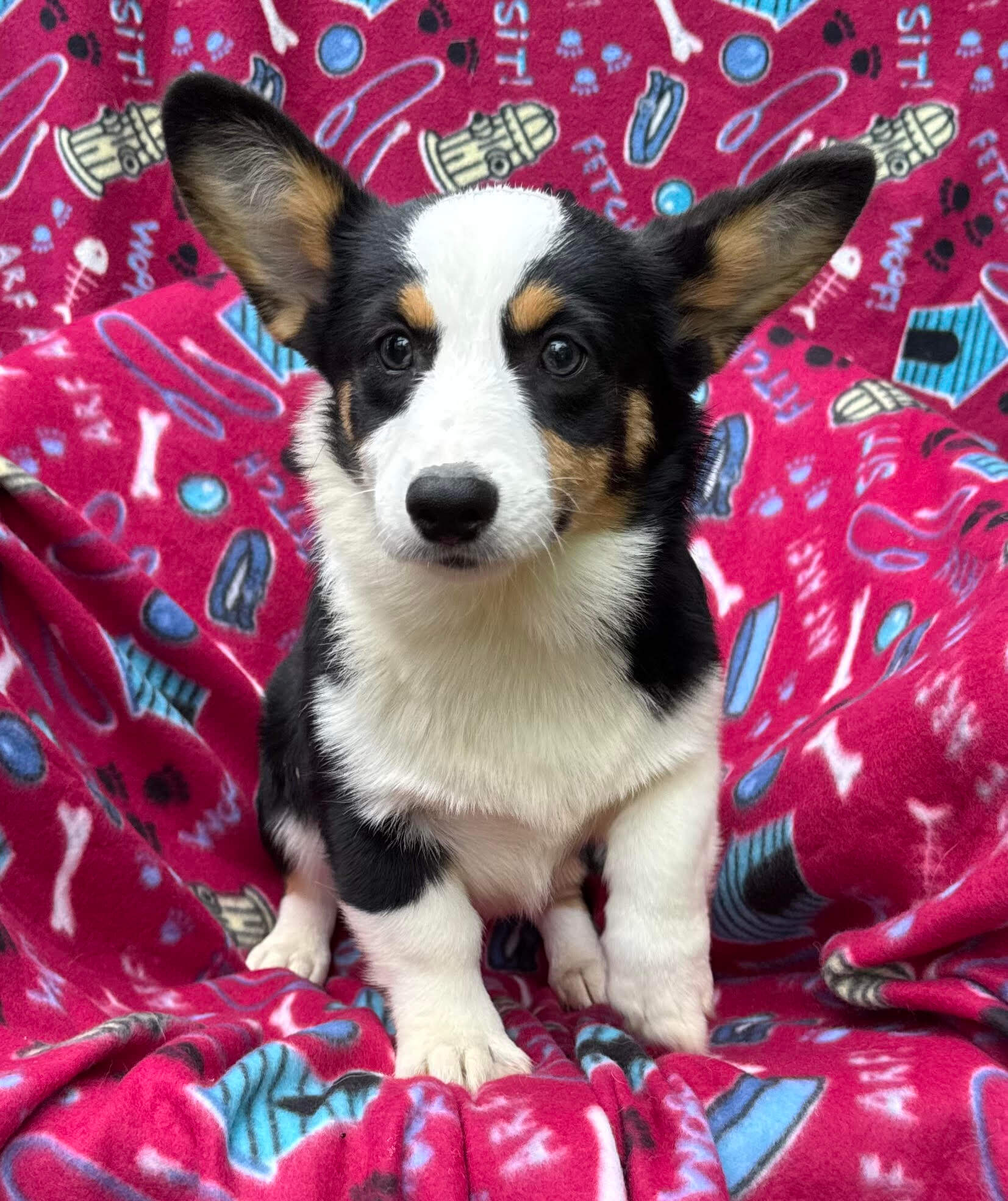 Pembroke Welsh Corgi Puppies for sale in Minnesota | Bejay's Corgis